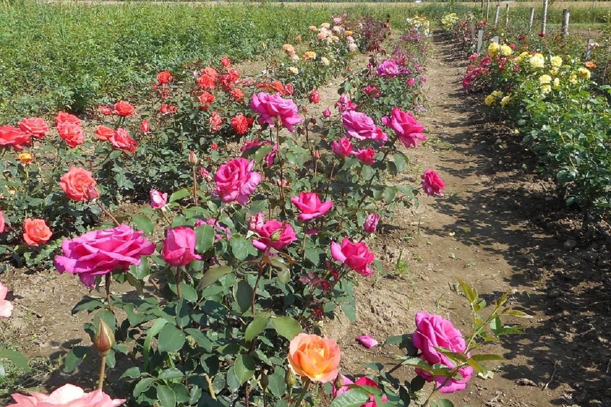 Michal Jon (Lukavec u Hořic) • Firmy.cz