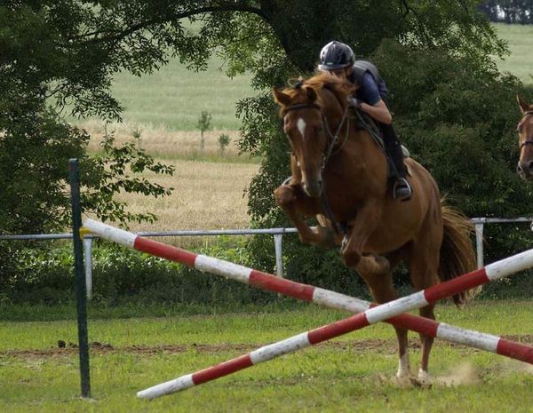 Farma koní Piruch (Horní Němčí) • Firmy.cz
