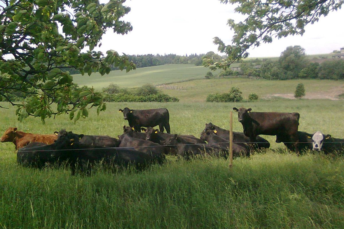 Farma Jestřebí - Lenka Ficbauerová (Fulnek, Jestřabí) • Firmy.cz