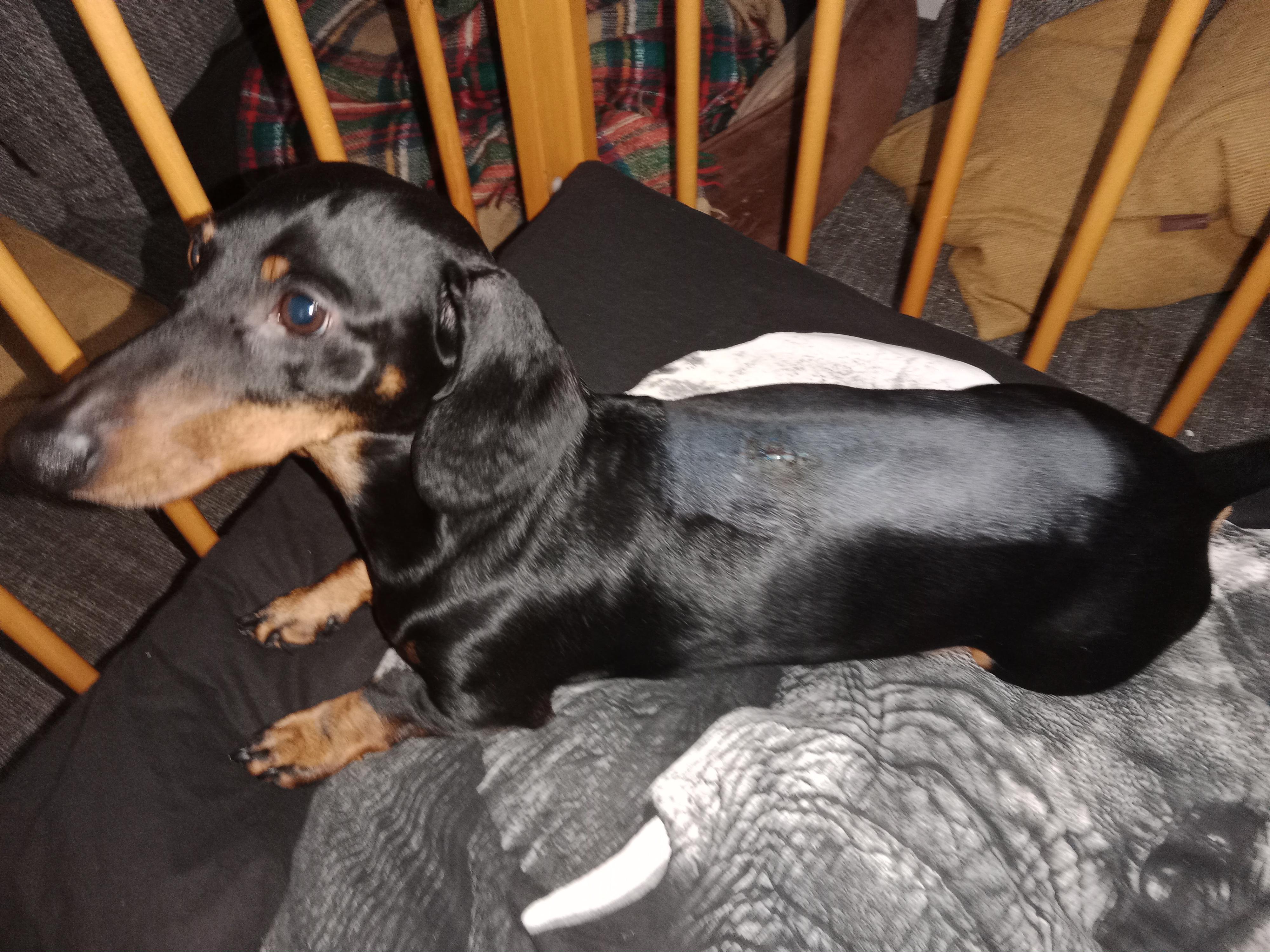 VETINO Jaggy Brno s.r.o. (Brno, Komárov) • Firmy.cz