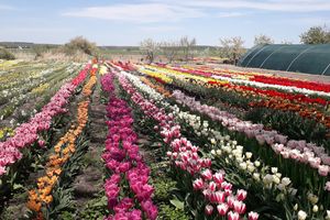 Pobočky Zahradnictví Lukon Bulbs • Firmy.cz