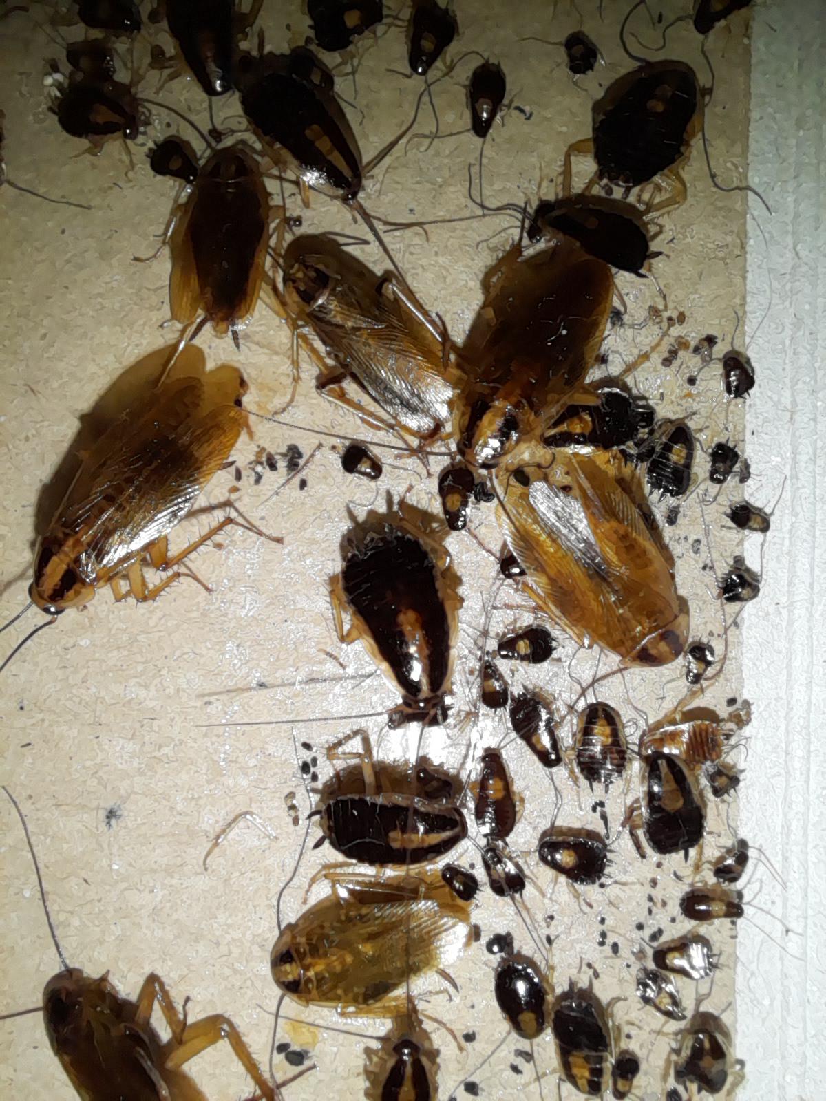 Dezinsekce švábů a rus domácí od 1 190 Kč Chomutov Deratizace ...