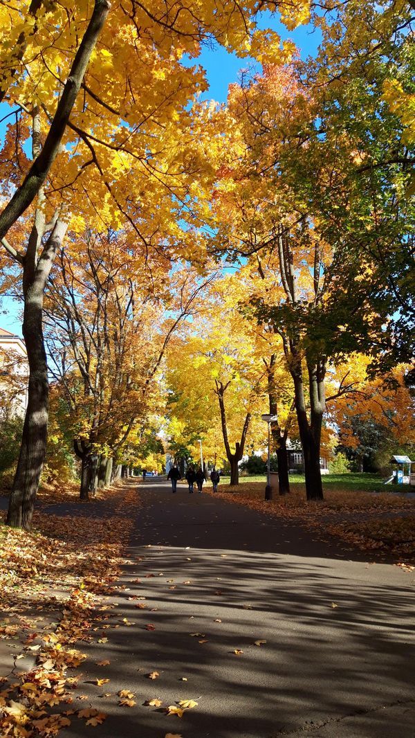 Psychiatrická nemocnice Bohnice (Praha, Bohnice) • Firmy.cz