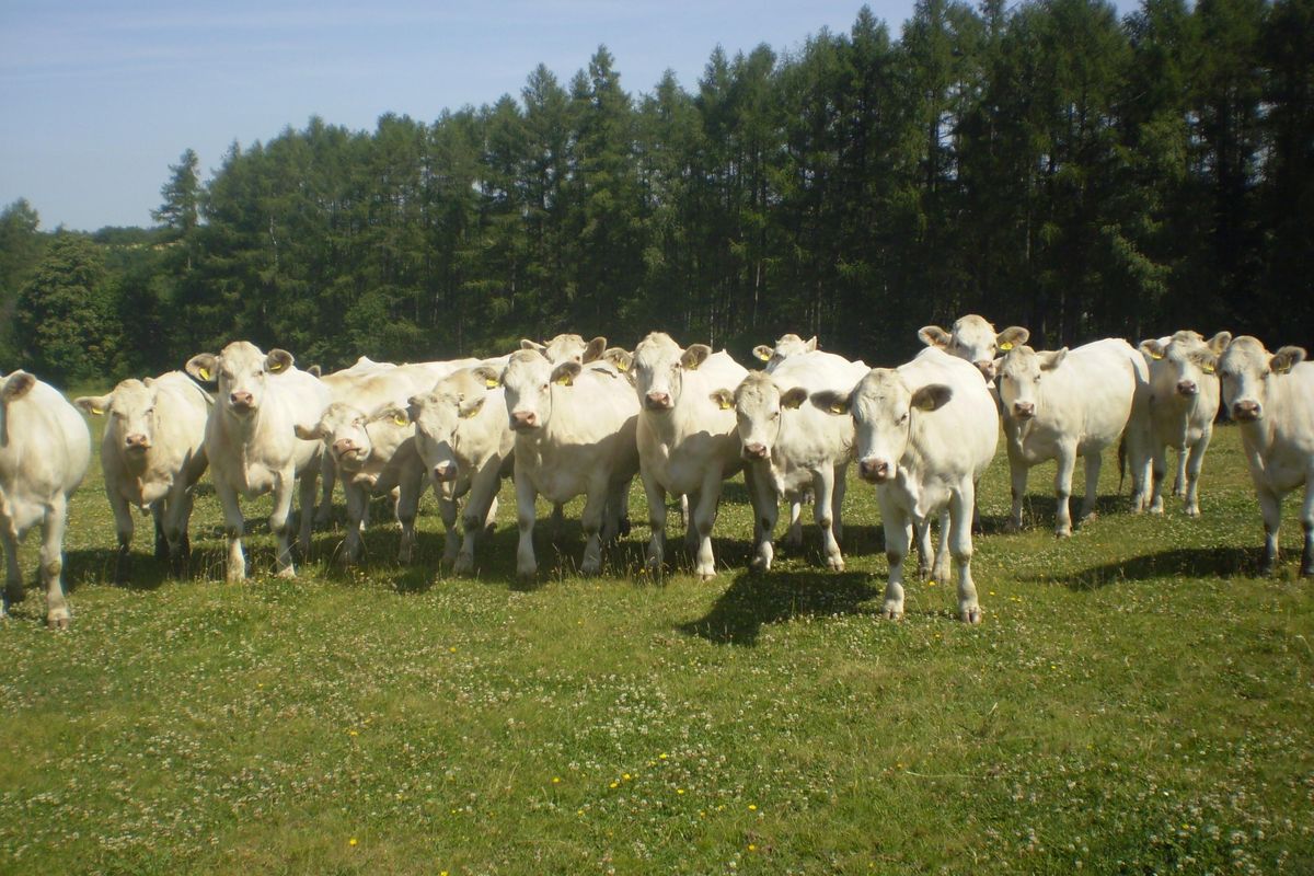 Josef Cach (Praha, Vinohrady) • Firmy.cz